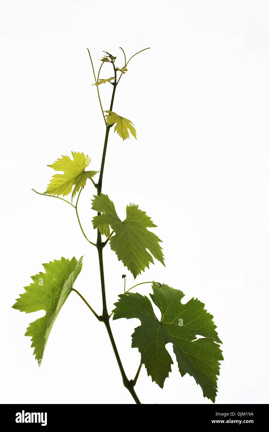 optional green vine leaves Stock Photo - Alamy
