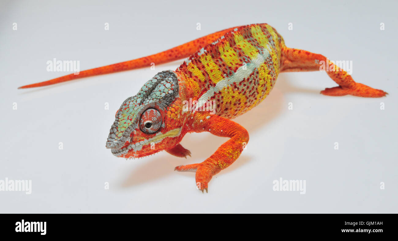 chameleon macro close-up Stock Photo - Alamy