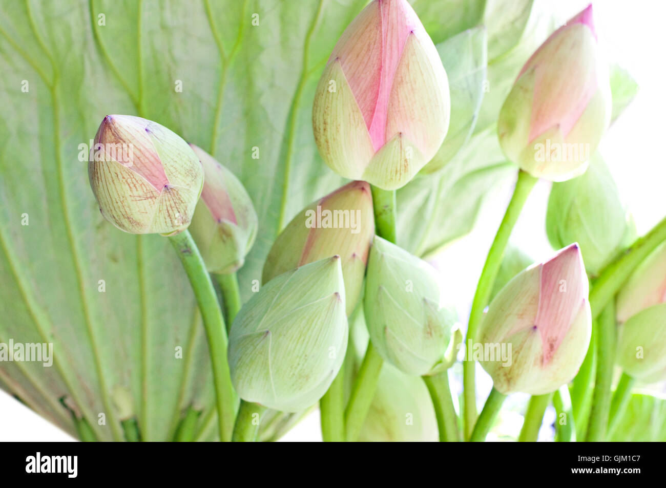 Botany of asia hi-res stock photography and images - Alamy