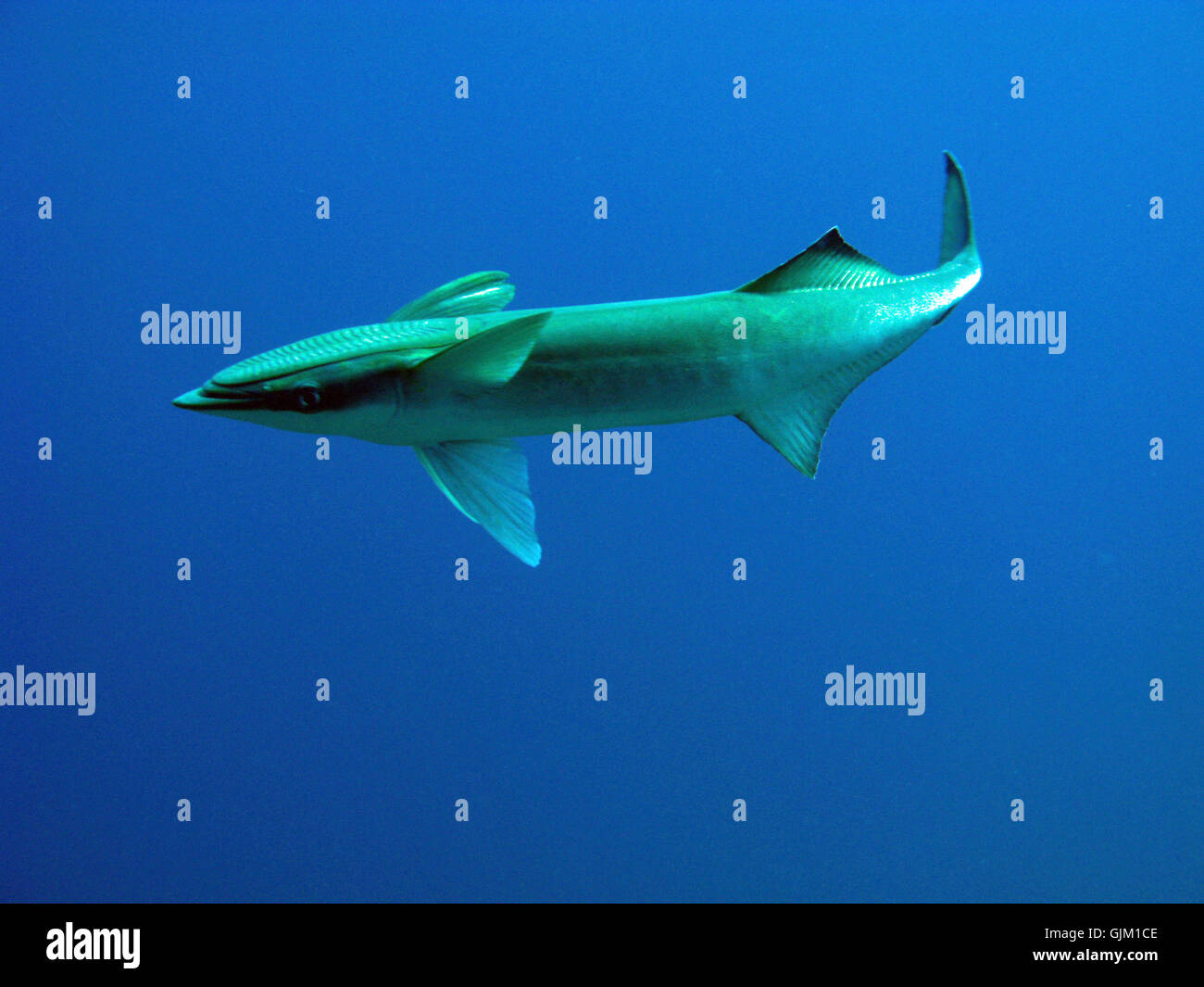 Fish underwater hi-res stock photography and images - Alamy