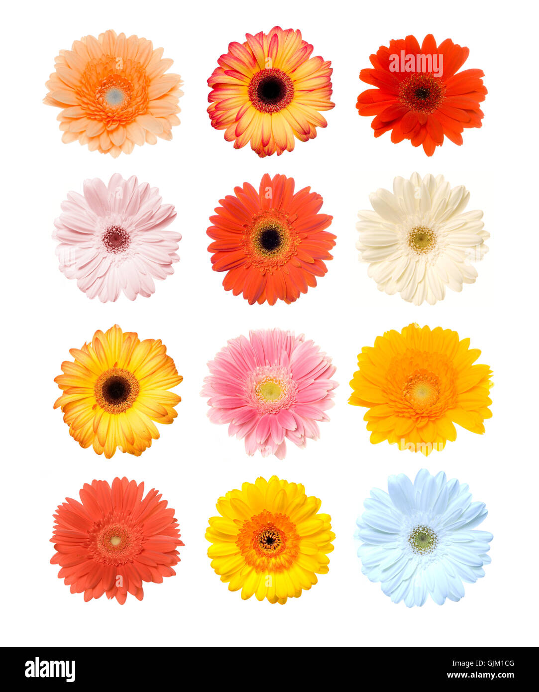 Stalk gerbera hi-res stock photography and images - Alamy