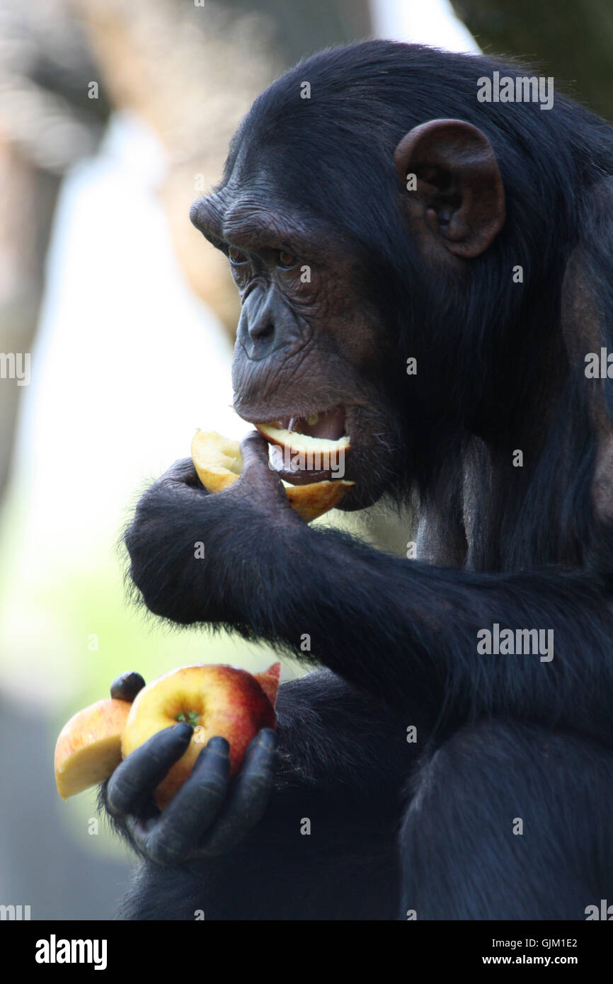 Hominidae anthropoid hi-res stock photography and images - Alamy