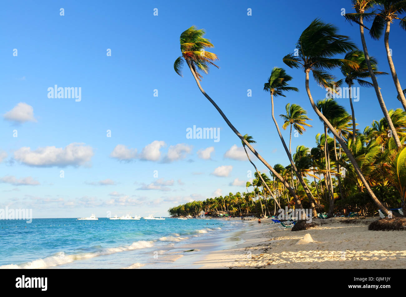 Tree at beach hi-res stock photography and images - Alamy