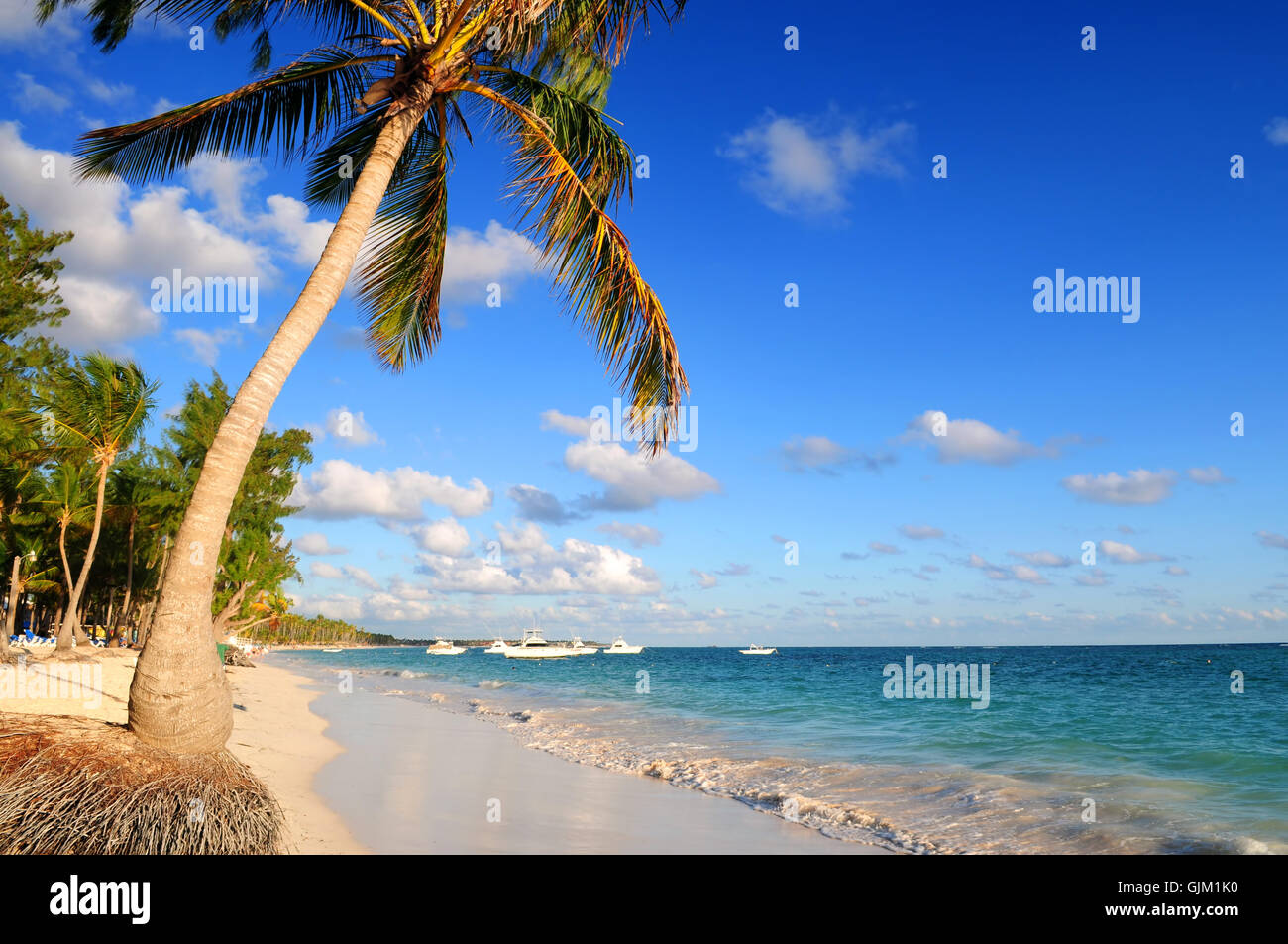 Tree at beach hi-res stock photography and images - Alamy
