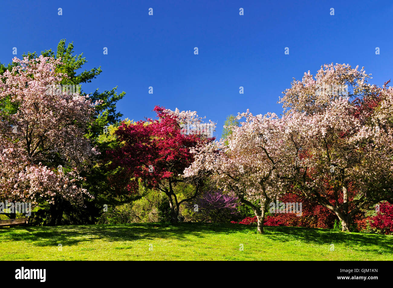 tree trees spring Stock Photo - Alamy