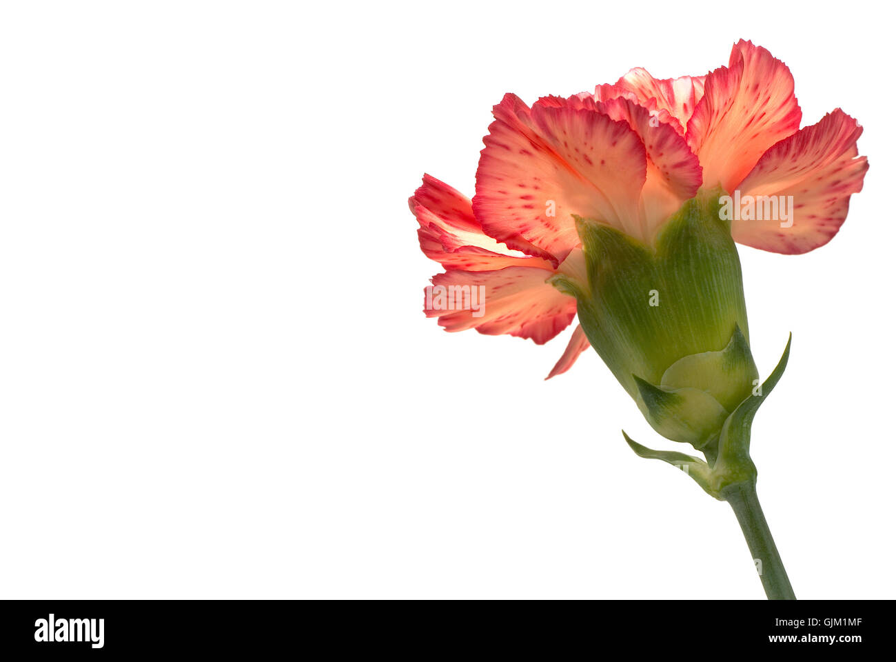 Carnation flower plant Cut Out Stock Images & Pictures - Alamy