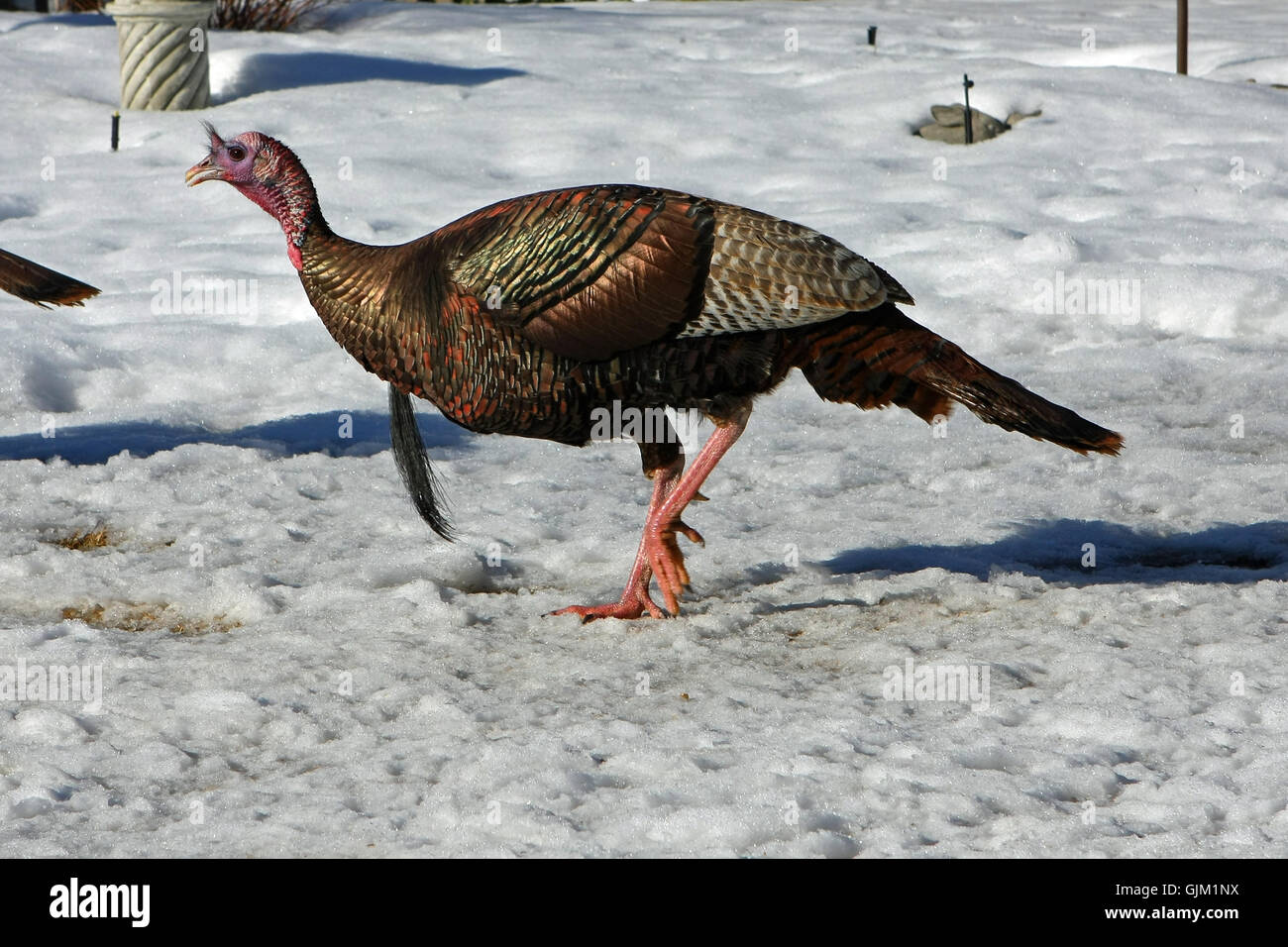 Male turkey with red wattle hi-res stock photography and images - Alamy