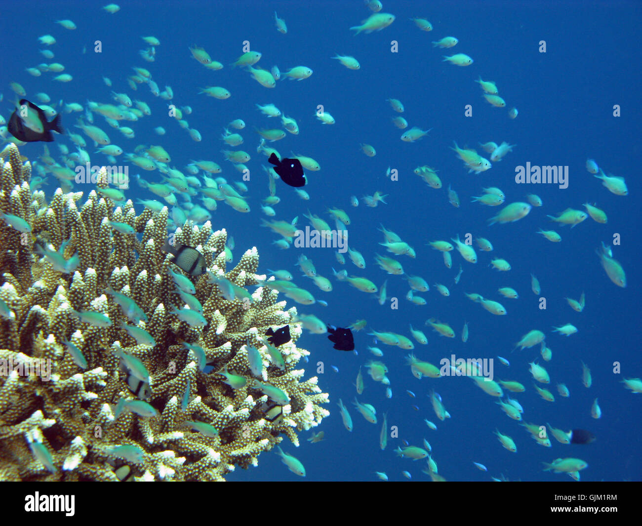 Salt reef hi-res stock photography and images - Alamy