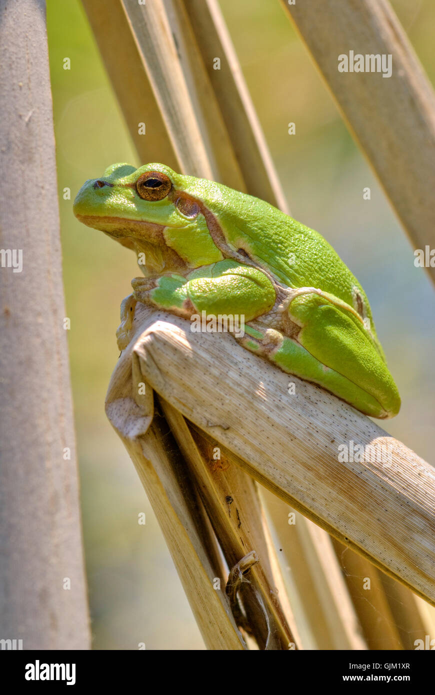 frog greenback tree frog Stock Photo - Alamy