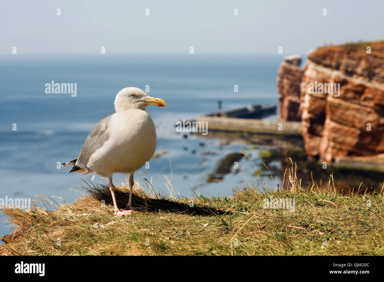 an island guardian Stock Photo - Alamy
