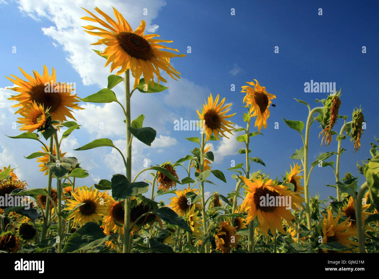 flower plant field Stock Photo - Alamy