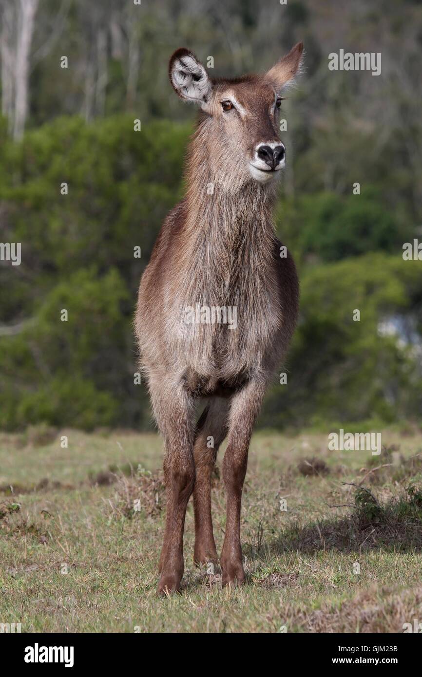 Doe waterbuck africa hi-res stock photography and images - Alamy