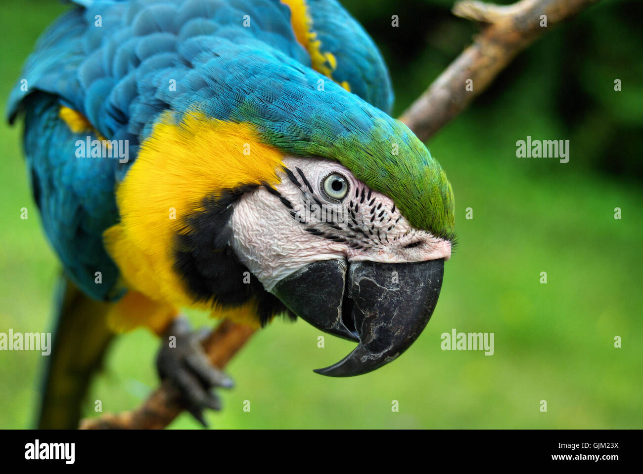 look glancing see Stock Photo - Alamy