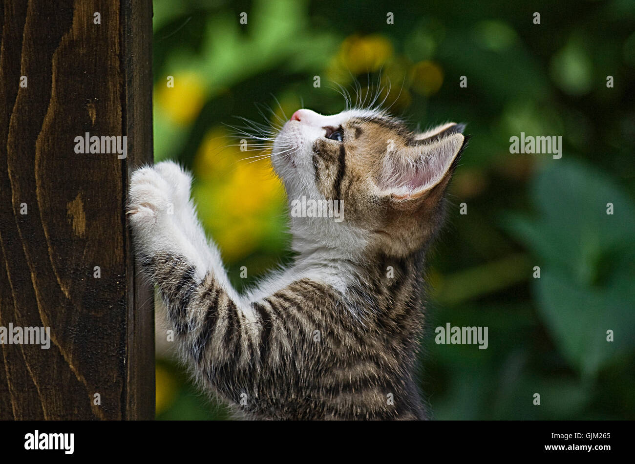 cat big cat feline predator Stock Photo - Alamy