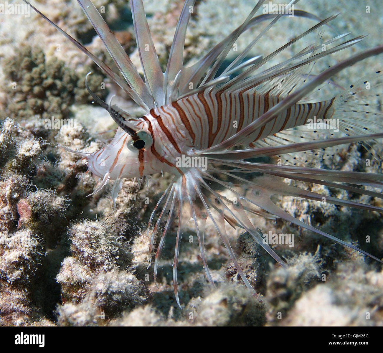 Feuerfisch hi-res stock photography and images - Alamy