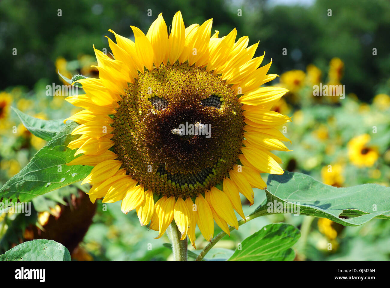 Please joy hi-res stock photography and images - Alamy