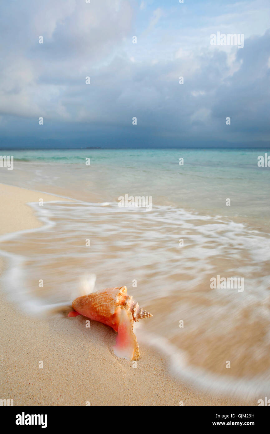 wave seashell storm Stock Photo - Alamy