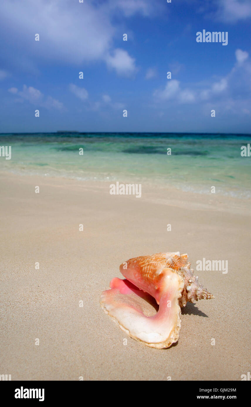 tropical seashell landscape Stock Photo - Alamy