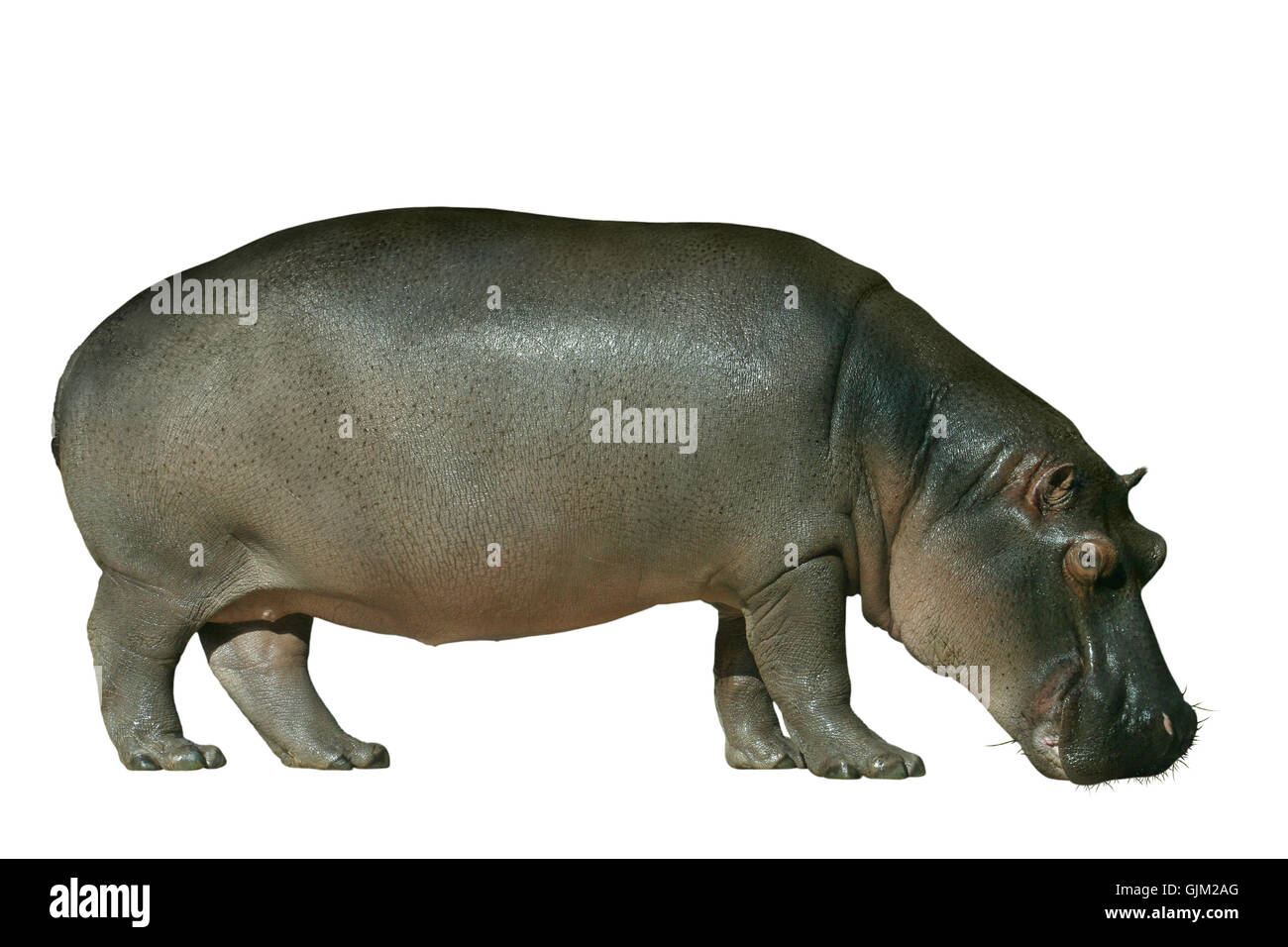 Lateral head profile hi-res stock photography and images - Alamy