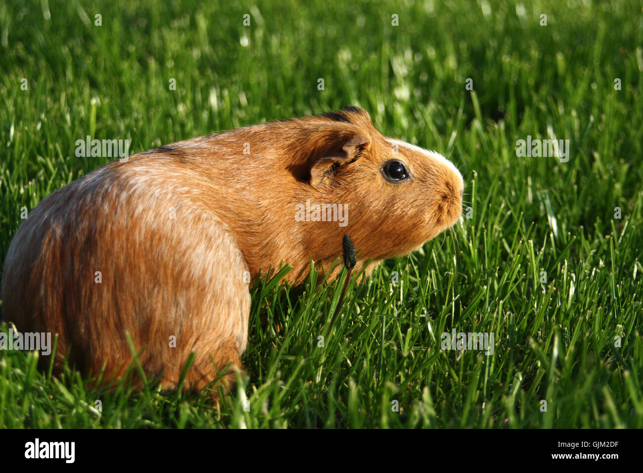 pet green rodent Stock Photo - Alamy