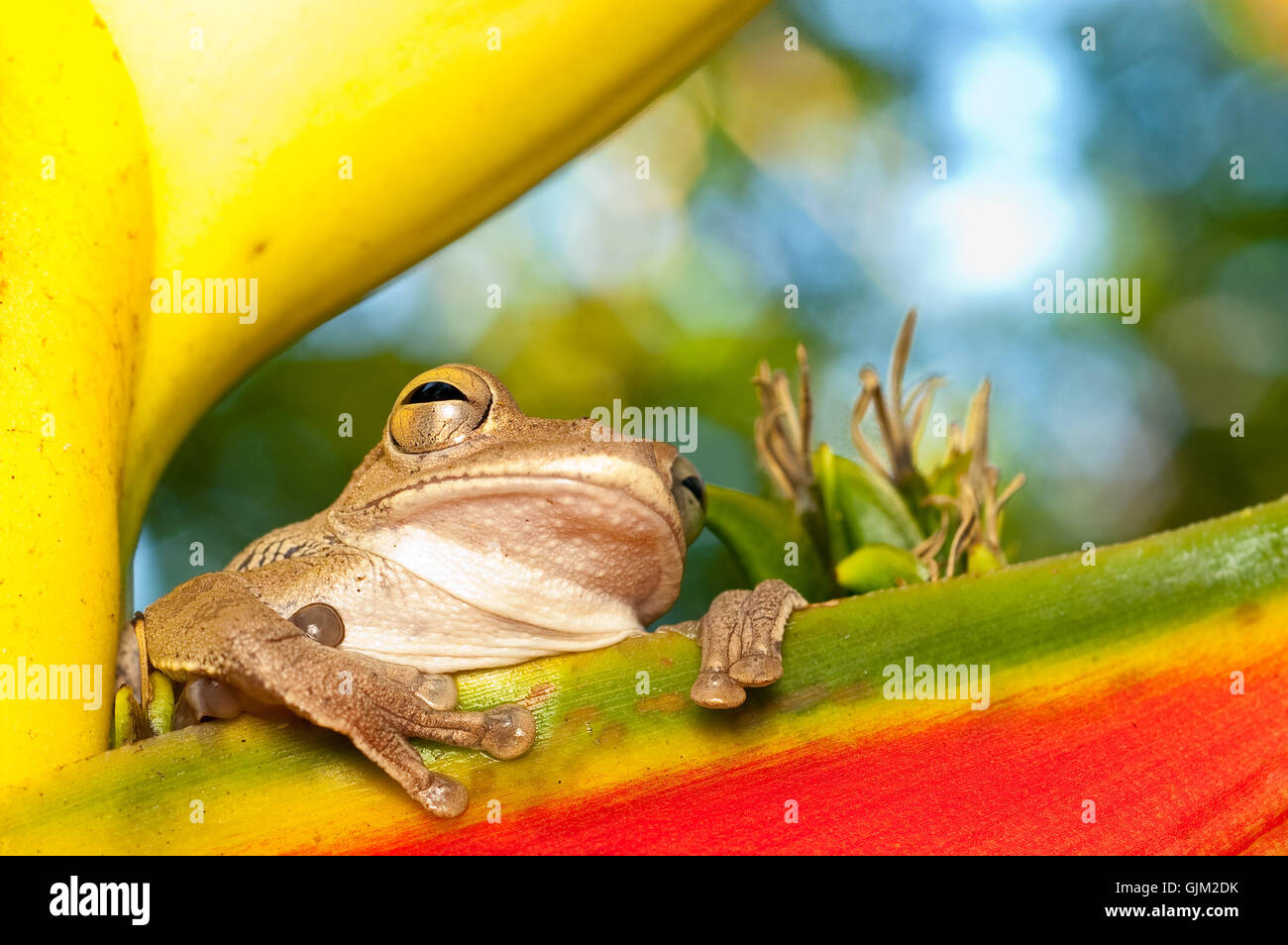 frog sight view Stock Photo - Alamy