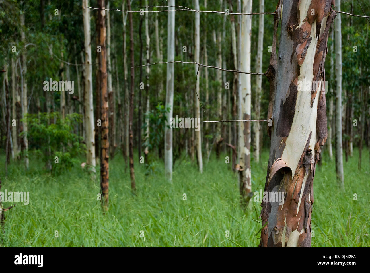 Eucalyptus plantation rainforest hi-res stock photography and images ...
