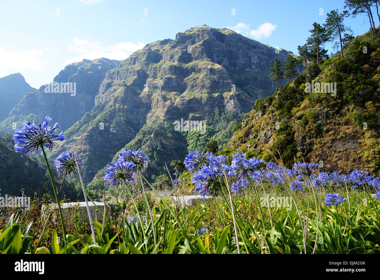 spring madeira blue Stock Photo - Alamy