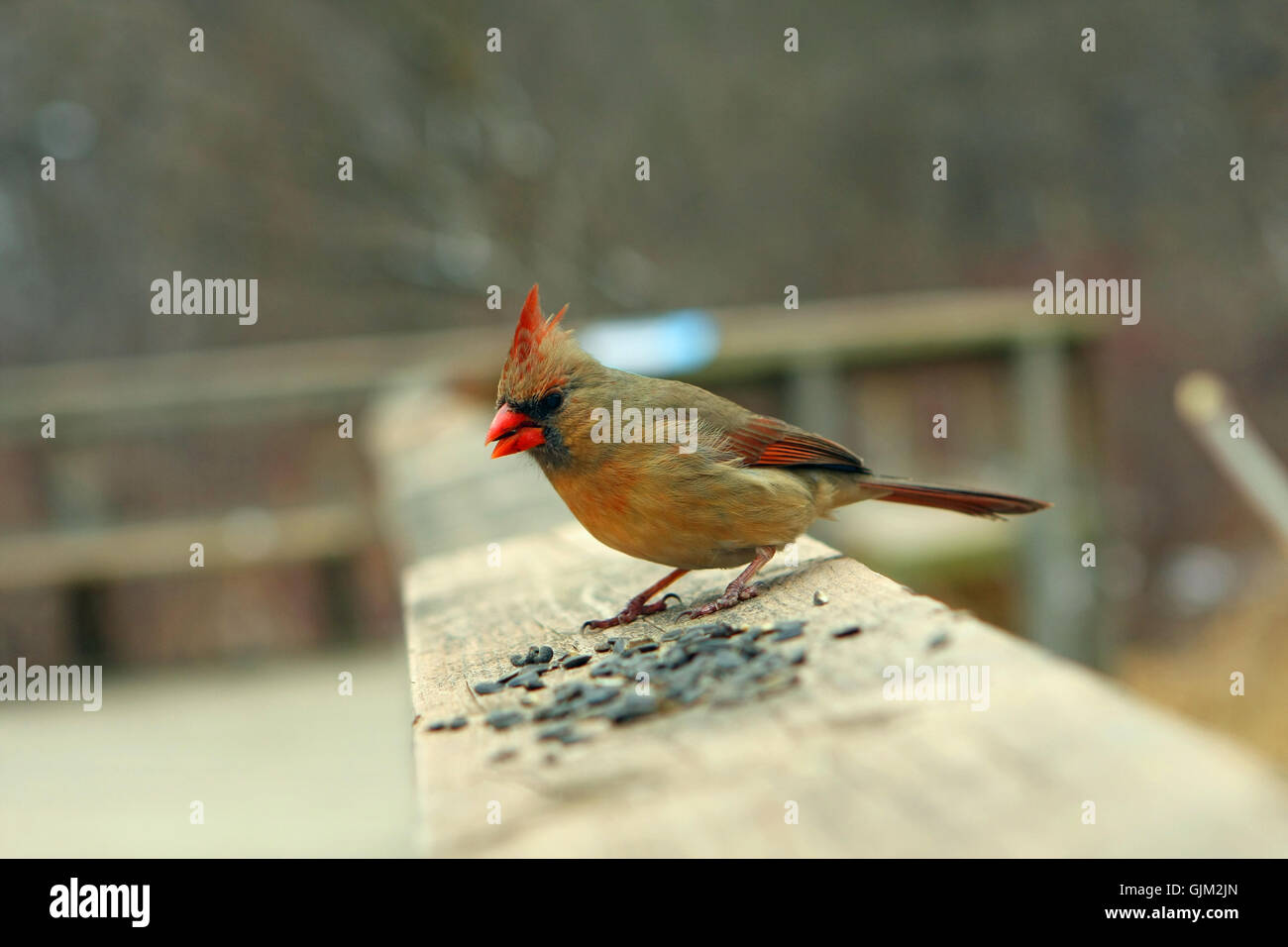 Cardinal Cardinalidae female Stock Photo - Alamy