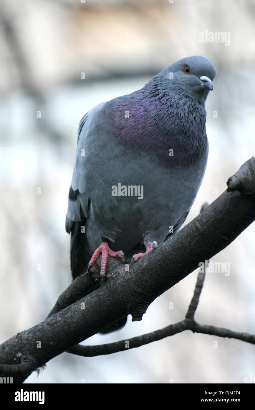 Grey city pigeon Stock Photo - Alamy