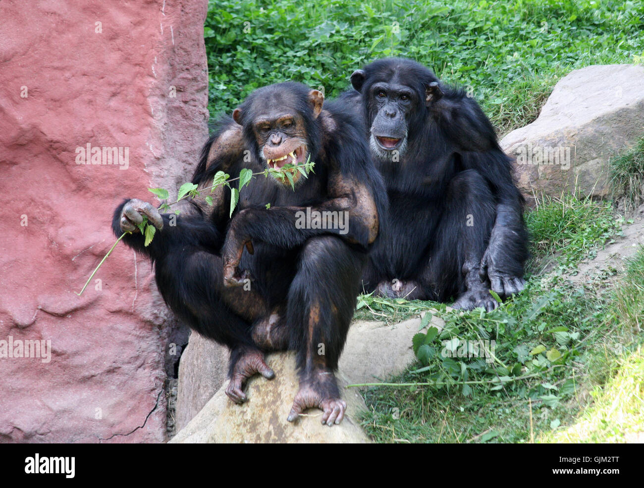 Apes hi-res stock photography and images - Alamy
