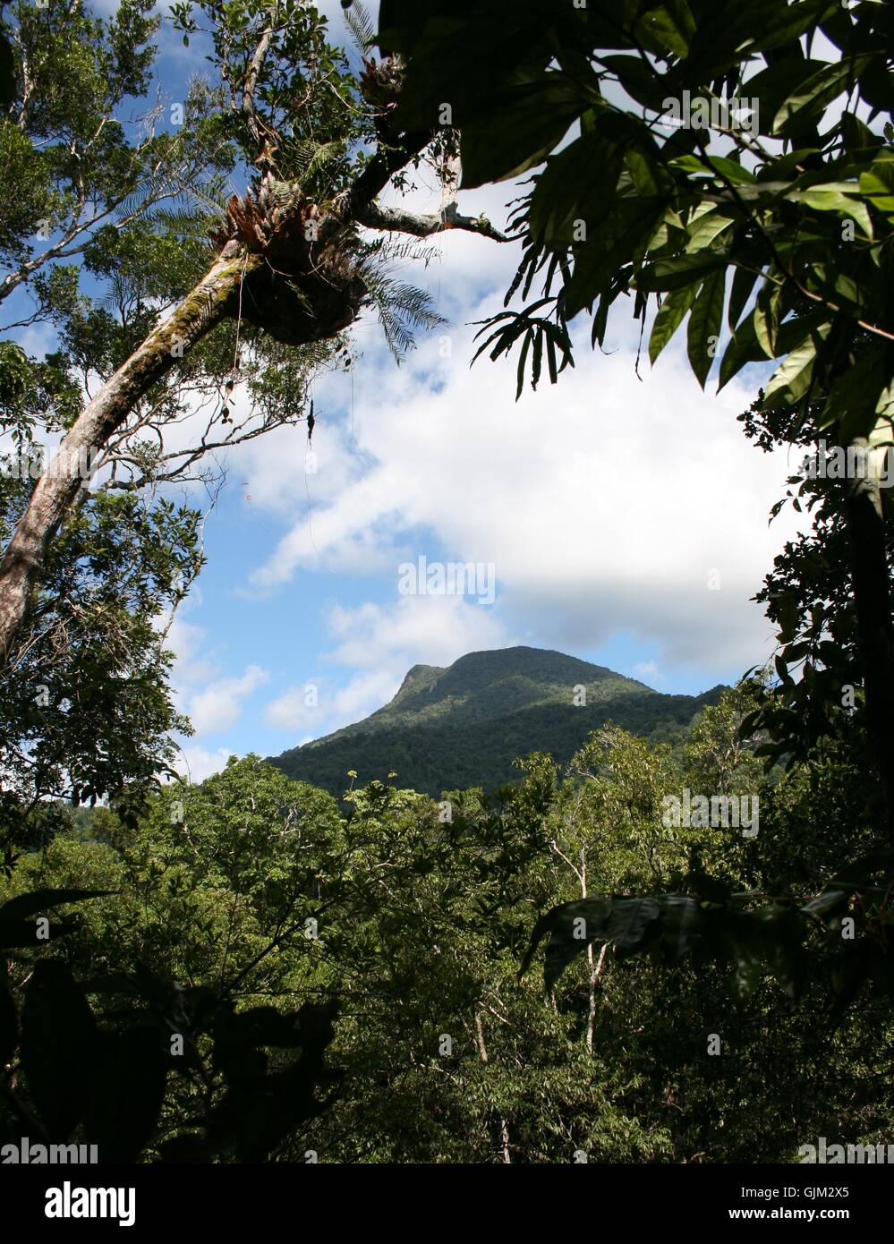 australia traveling rainforest Stock Photo - Alamy