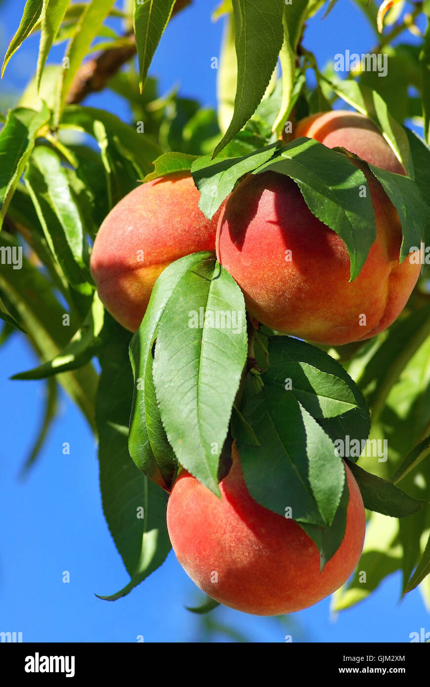 vitamins vitamines tree Stock Photo - Alamy