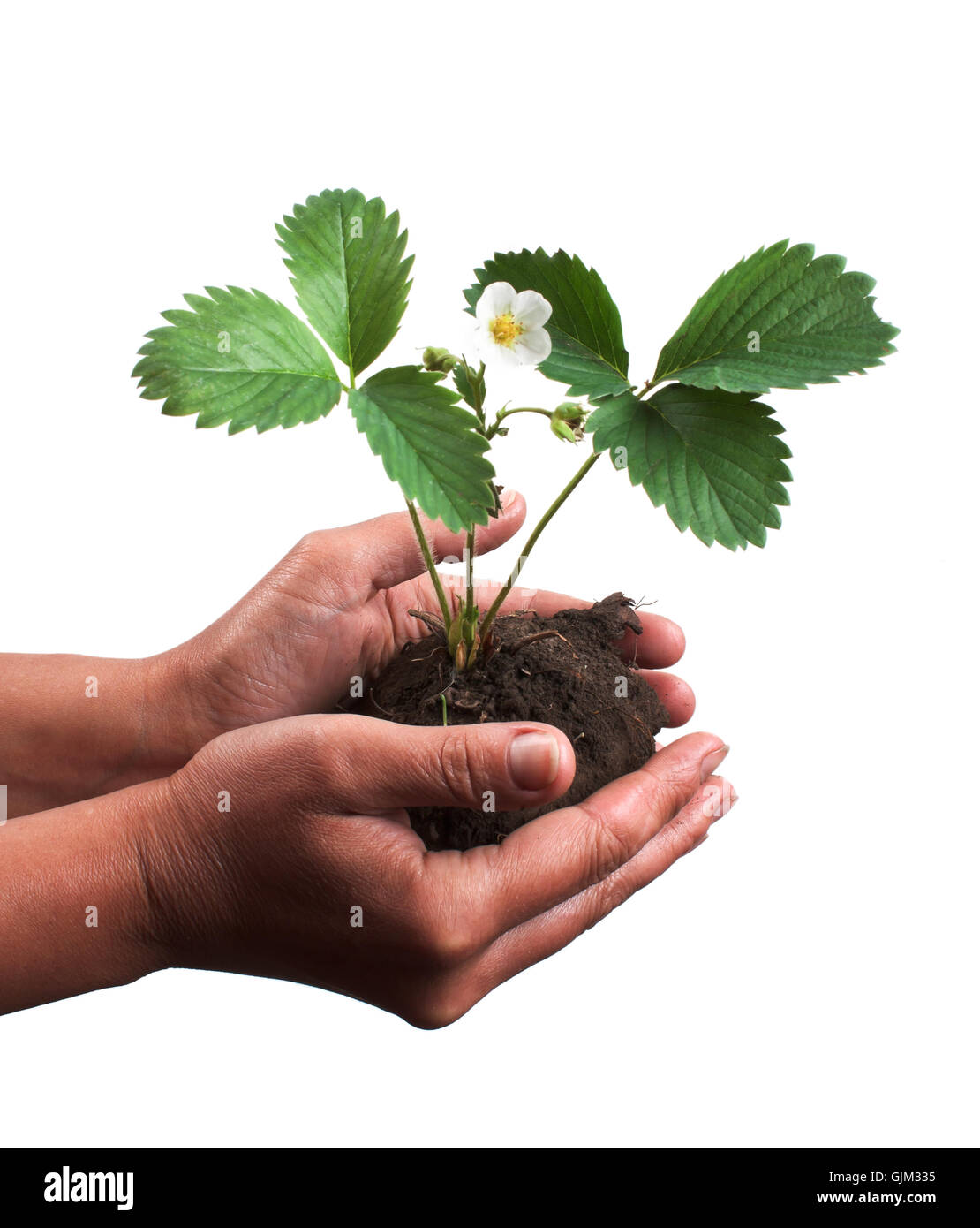 Hands plant Cut Out Stock Images & Pictures - Alamy