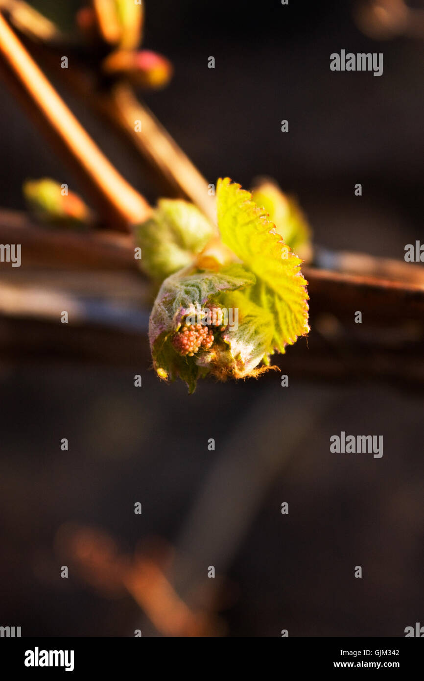 Grape vine bud hi-res stock photography and images - Alamy