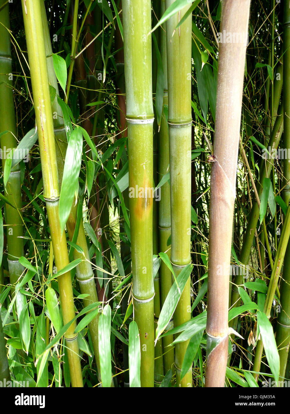 bamboo plant tree Stock Photo - Alamy