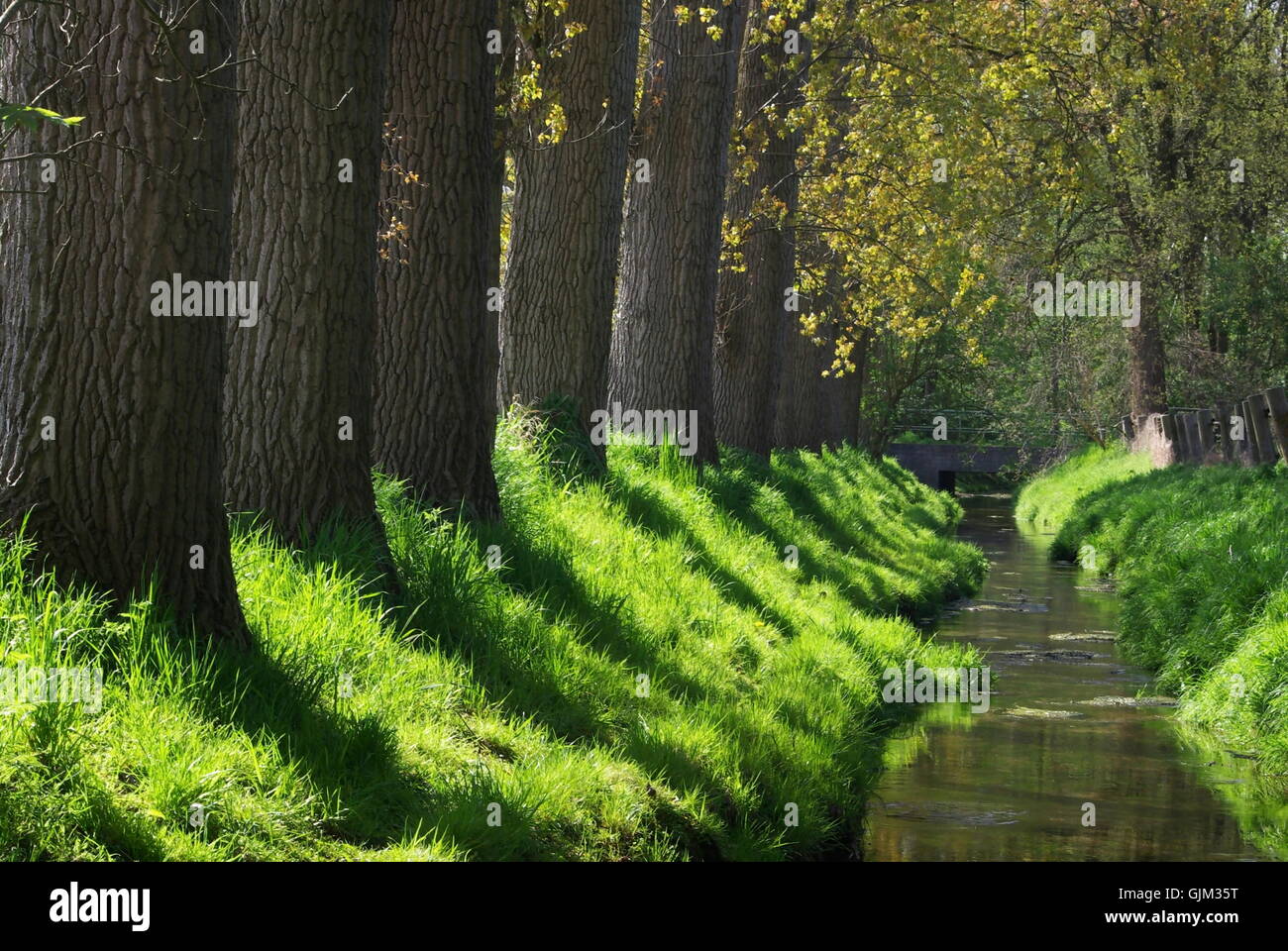 Stream tree hi-res stock photography and images - Alamy