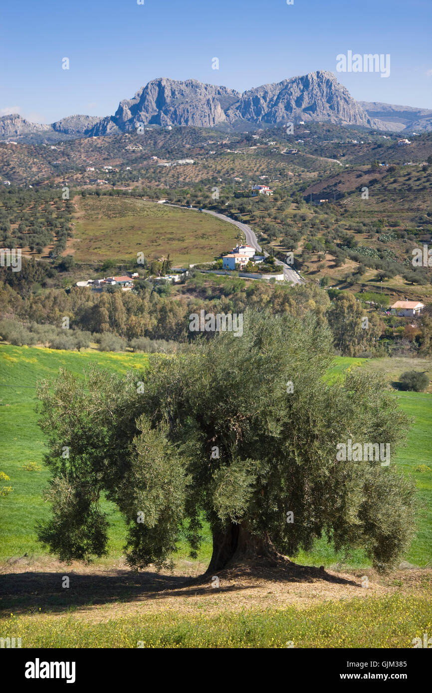 Olive trees spain hi-res stock photography and images - Alamy