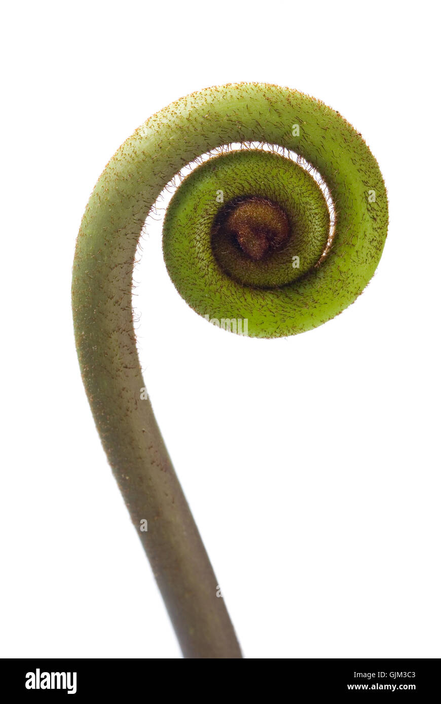 Fern swirl hi-res stock photography and images - Alamy