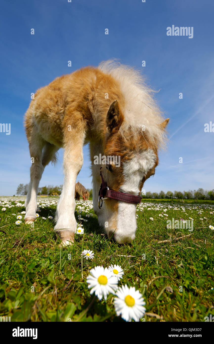 Young horse foal eating grass Stock Photo - Alamy
