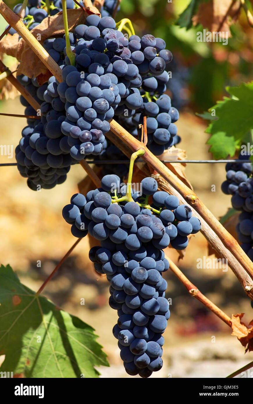 tree wine vineyard Stock Photo - Alamy