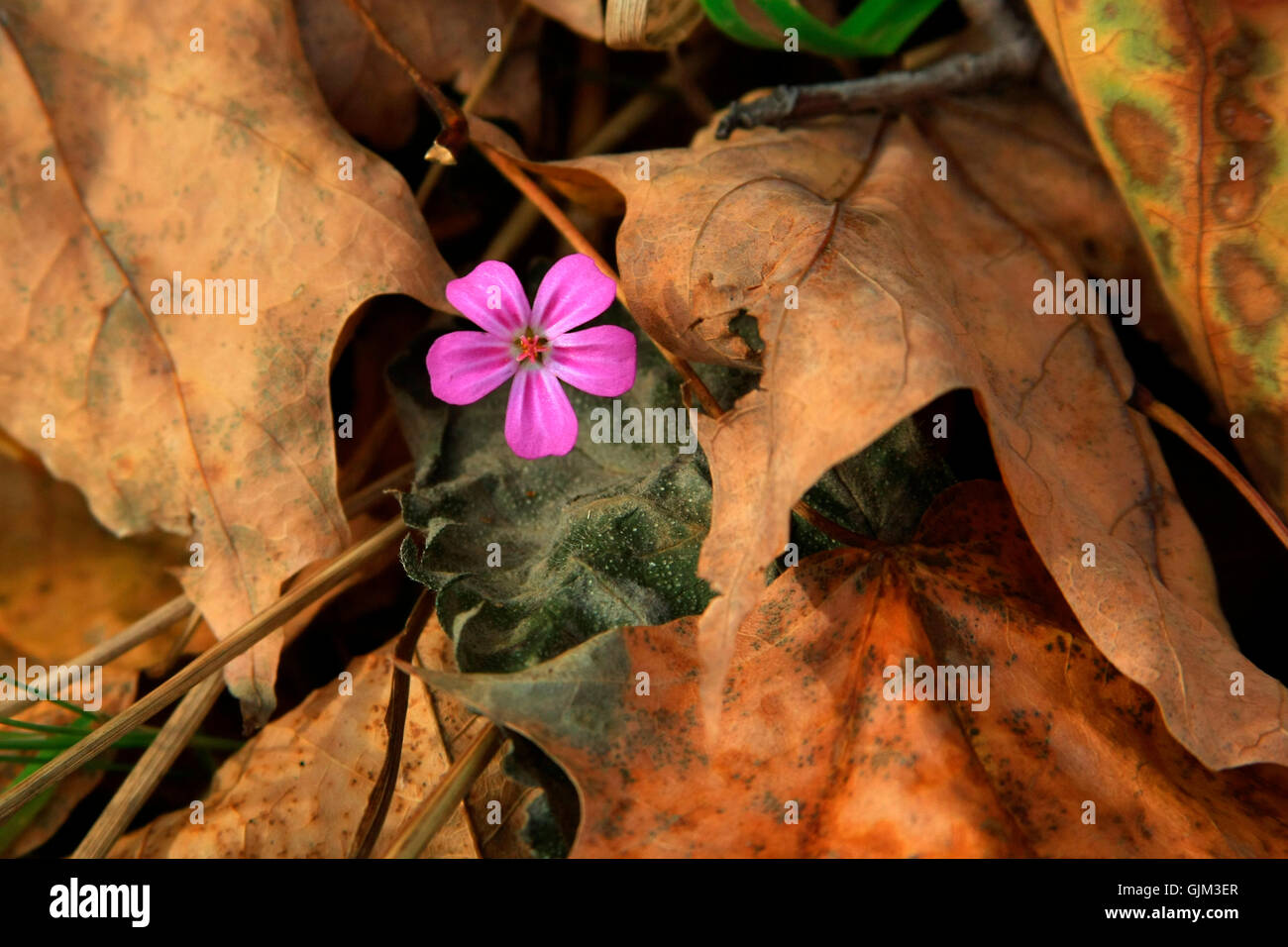 Herb Robert Flower In Fall Stock Photo - Alamy