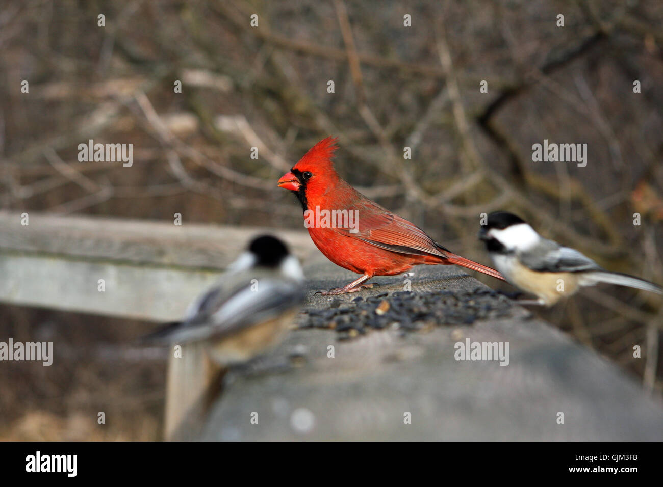 Cardinal Cardinalidae male Stock Photo - Alamy
