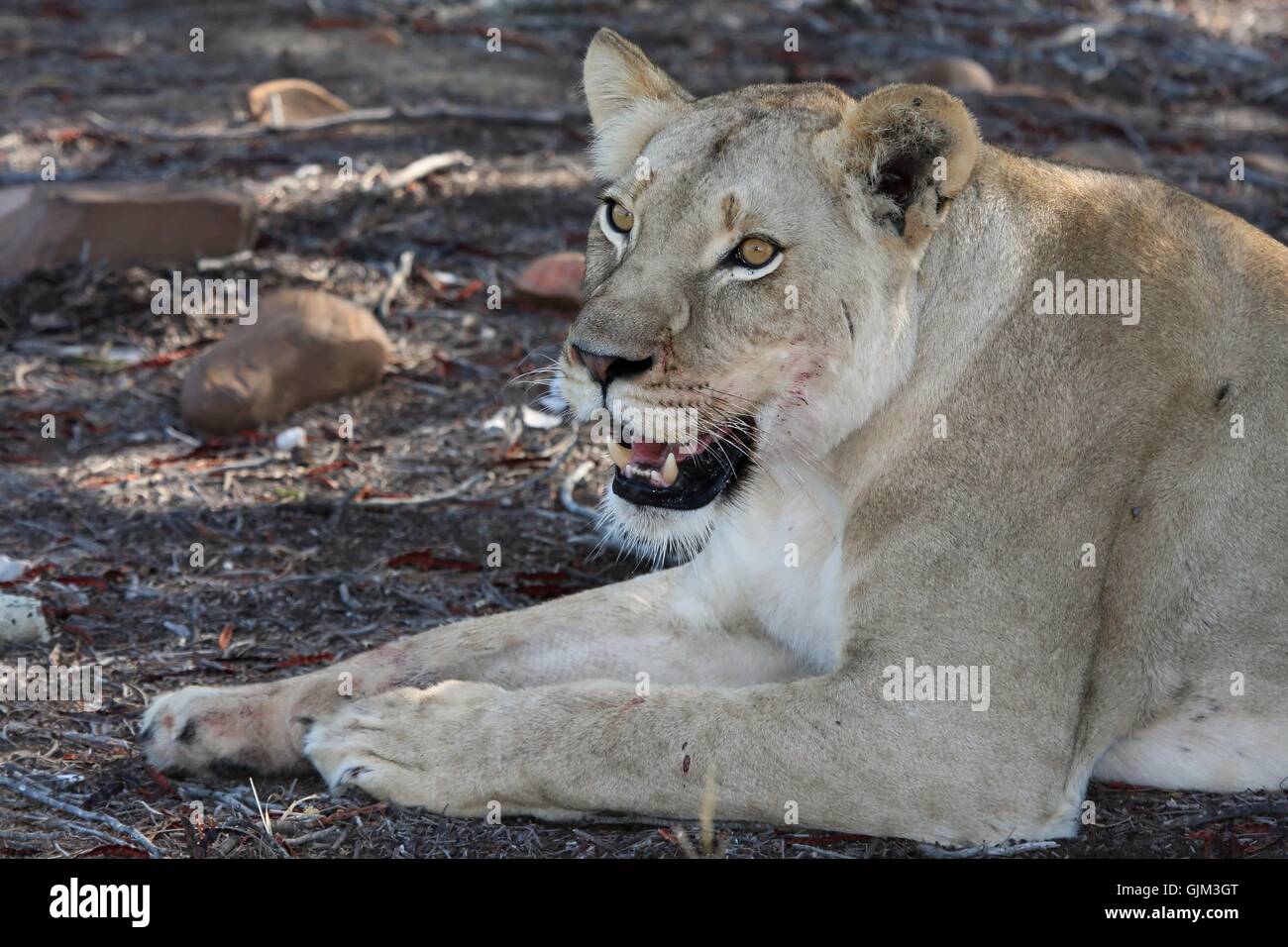 Lioness wildlife hi-res stock photography and images - Alamy