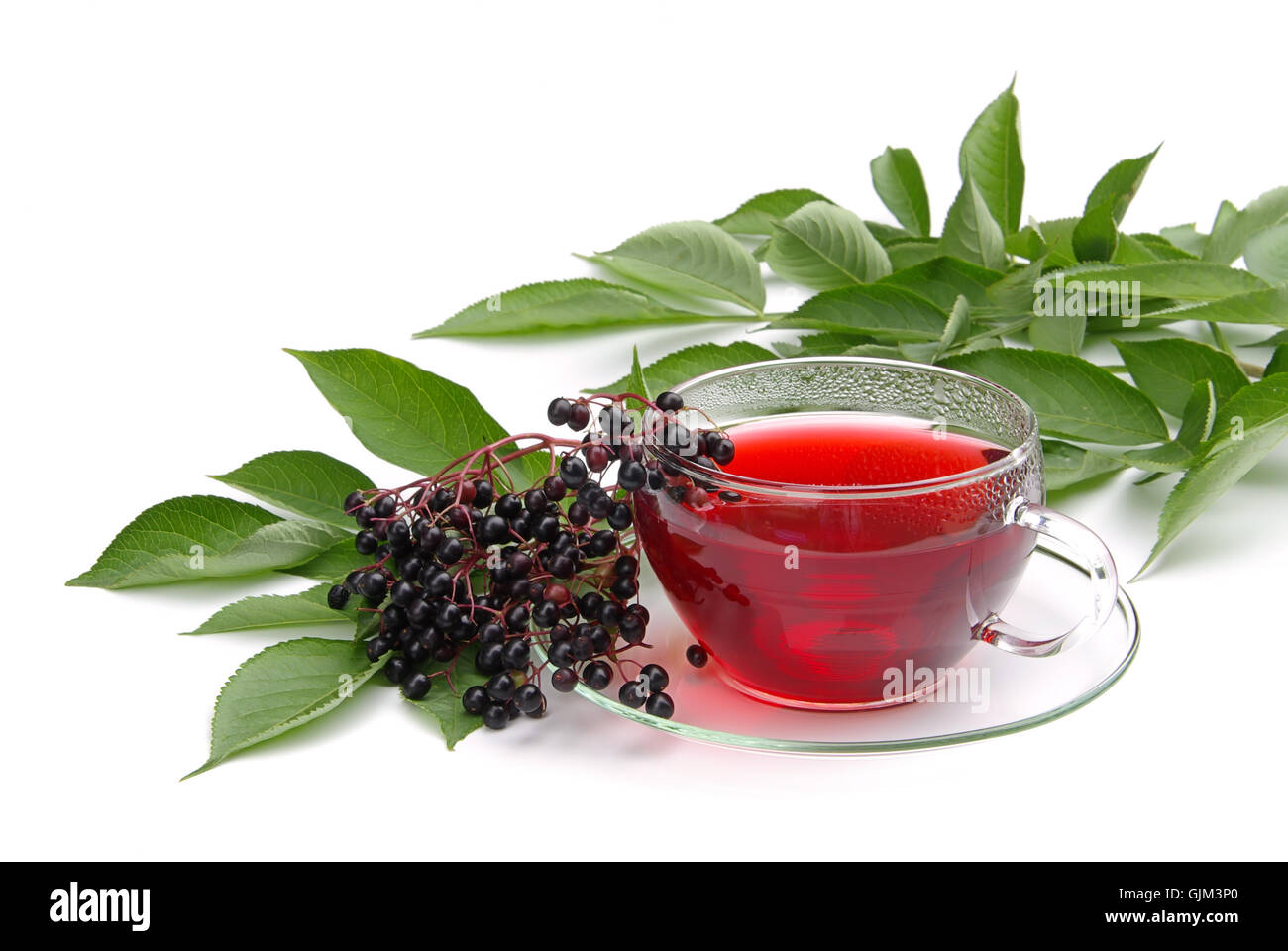 tea elder - tea elder 01 Stock Photo - Alamy