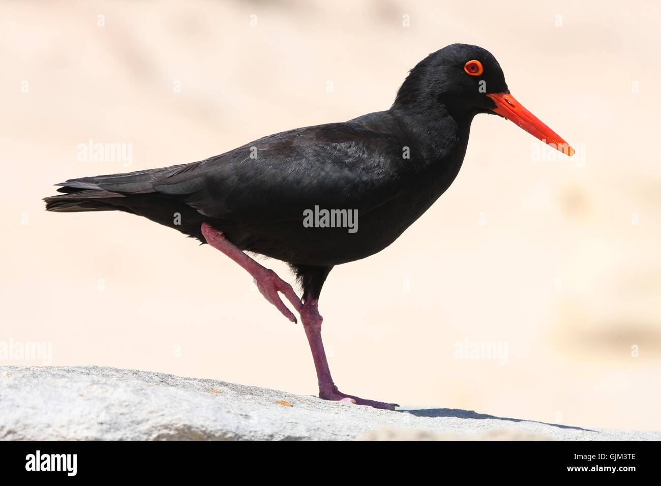 Oyster Catcher Bird Stock Photo - Alamy