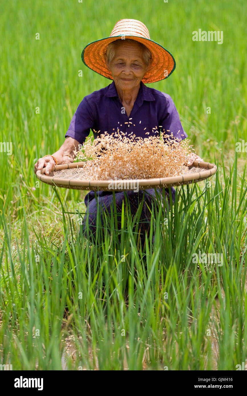 old asian woman sifts rice at the rice field Stock Photo - Alamy