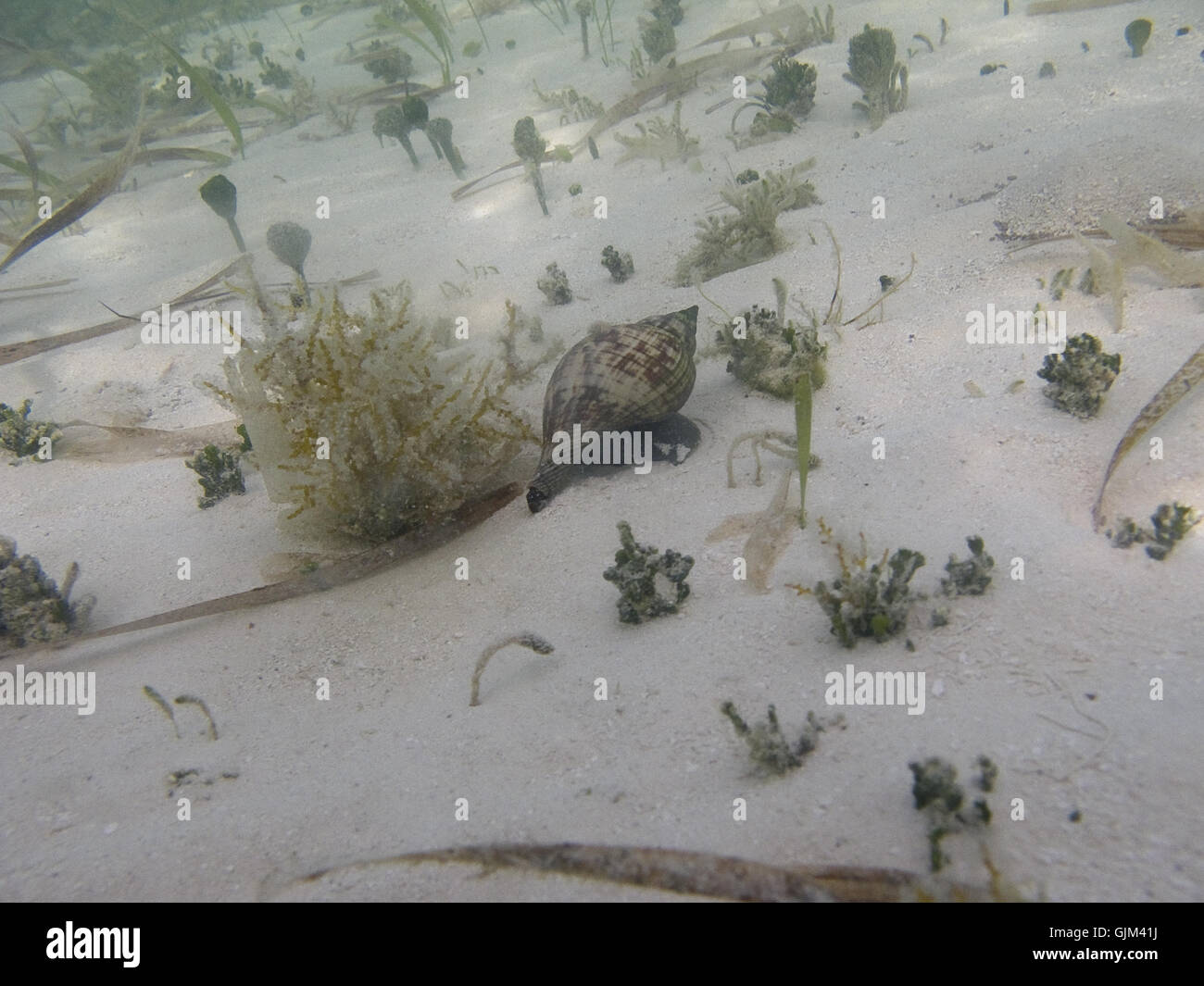 Ocean slime hi-res stock photography and images - Alamy