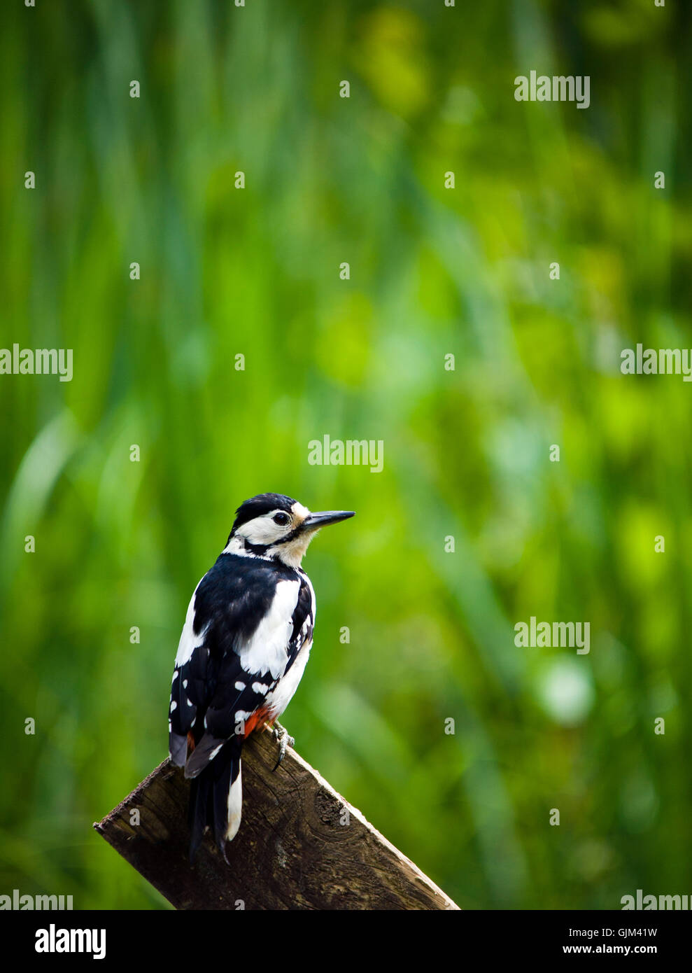 Great Spotted Woodpecker (Dendrocopos major Stock Photo - Alamy