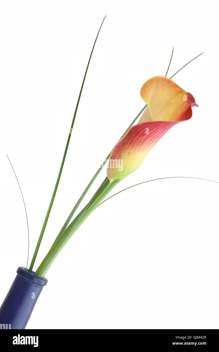 isolated flower plant Stock Photo - Alamy