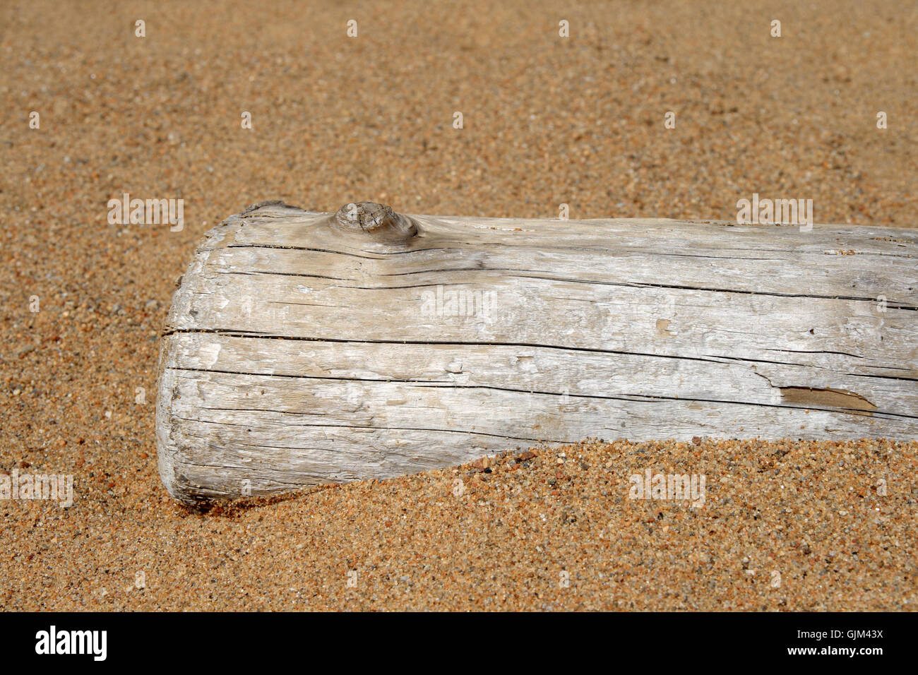 Dry tree trunk in sand Stock Photo - Alamy